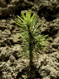 Planting Memorial Trees in National Forests - The Trees Remember