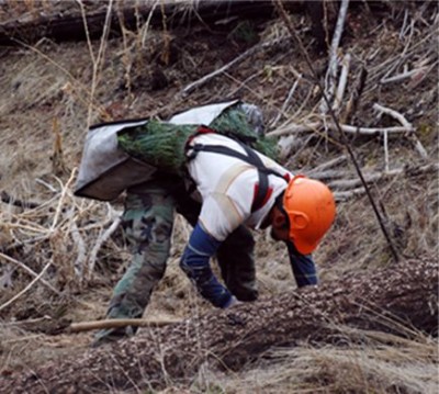 Plant Trees in National Forests as Gifts and Memorials