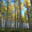 Planting Memorial Trees in National Forests - The Trees Remember