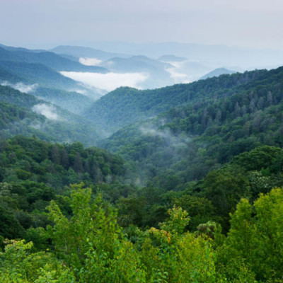 Products Archive - The Trees Remember