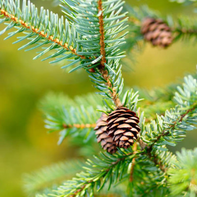 Products Archive - The Trees Remember