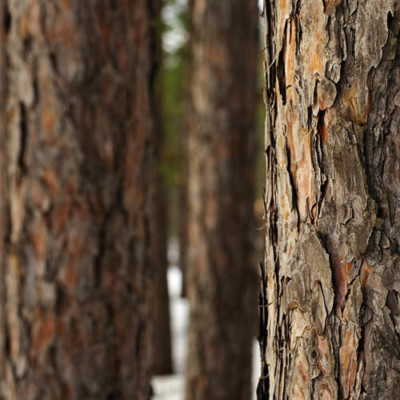 Products Archive - The Trees Remember