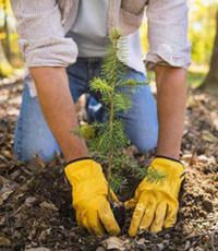 Plant Trees in National Forests as Gifts and Memorials