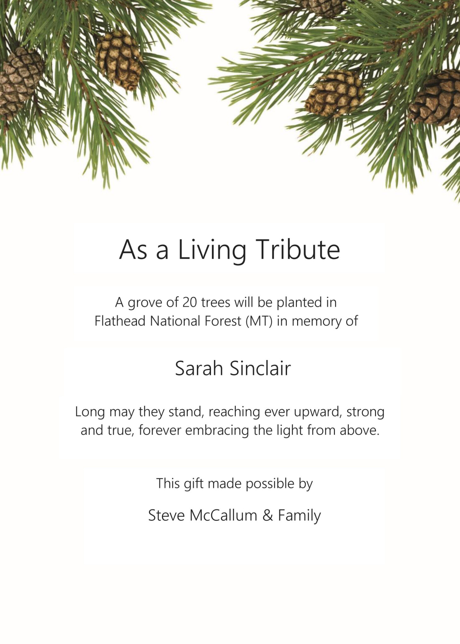 Planting Memorial Trees in National Forests - The Trees Remember