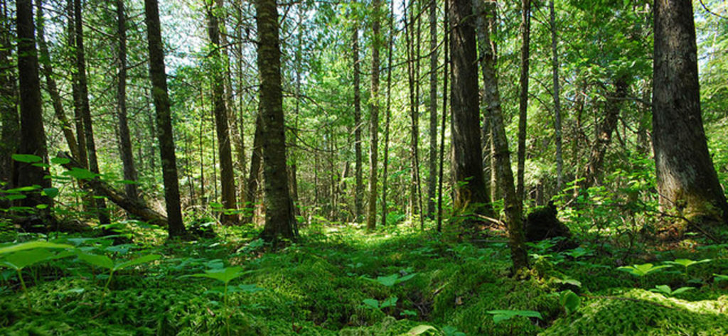 Planting Trees in Wisconsin - The Trees Remember