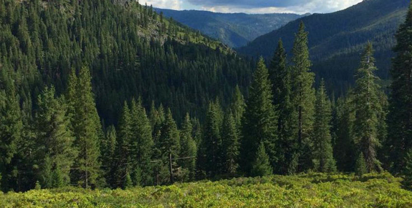 Planting Trees in California - The Trees Remember
