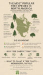 Most Popular Tree Species Across North America - The Trees Remember