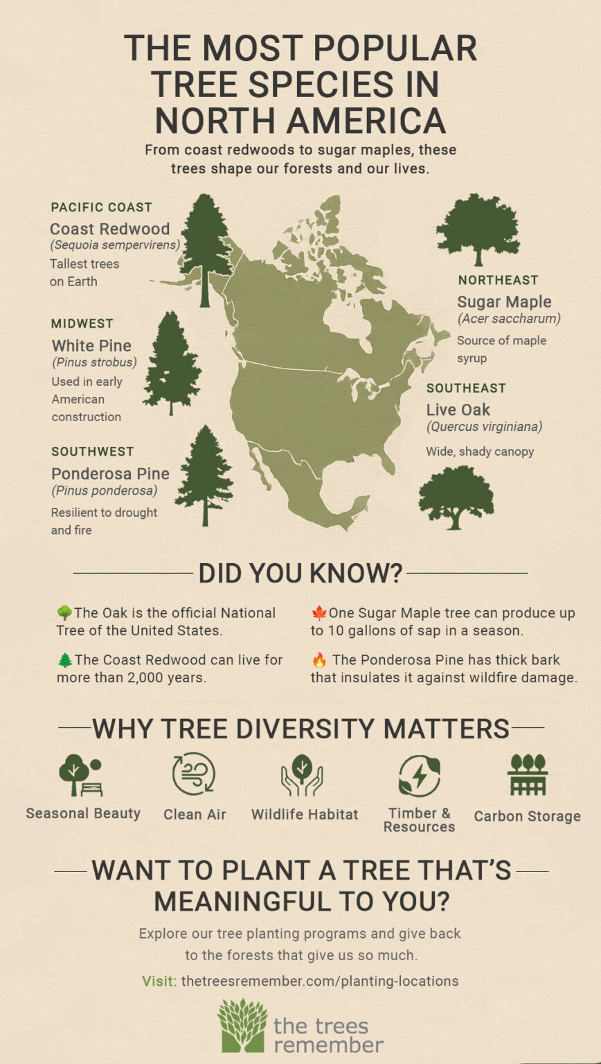 Most Popular Tree Species Across North America - The Trees Remember